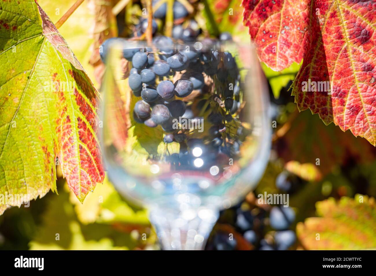 View through an empty wine glass on the grapes in the vineyard Stock ...