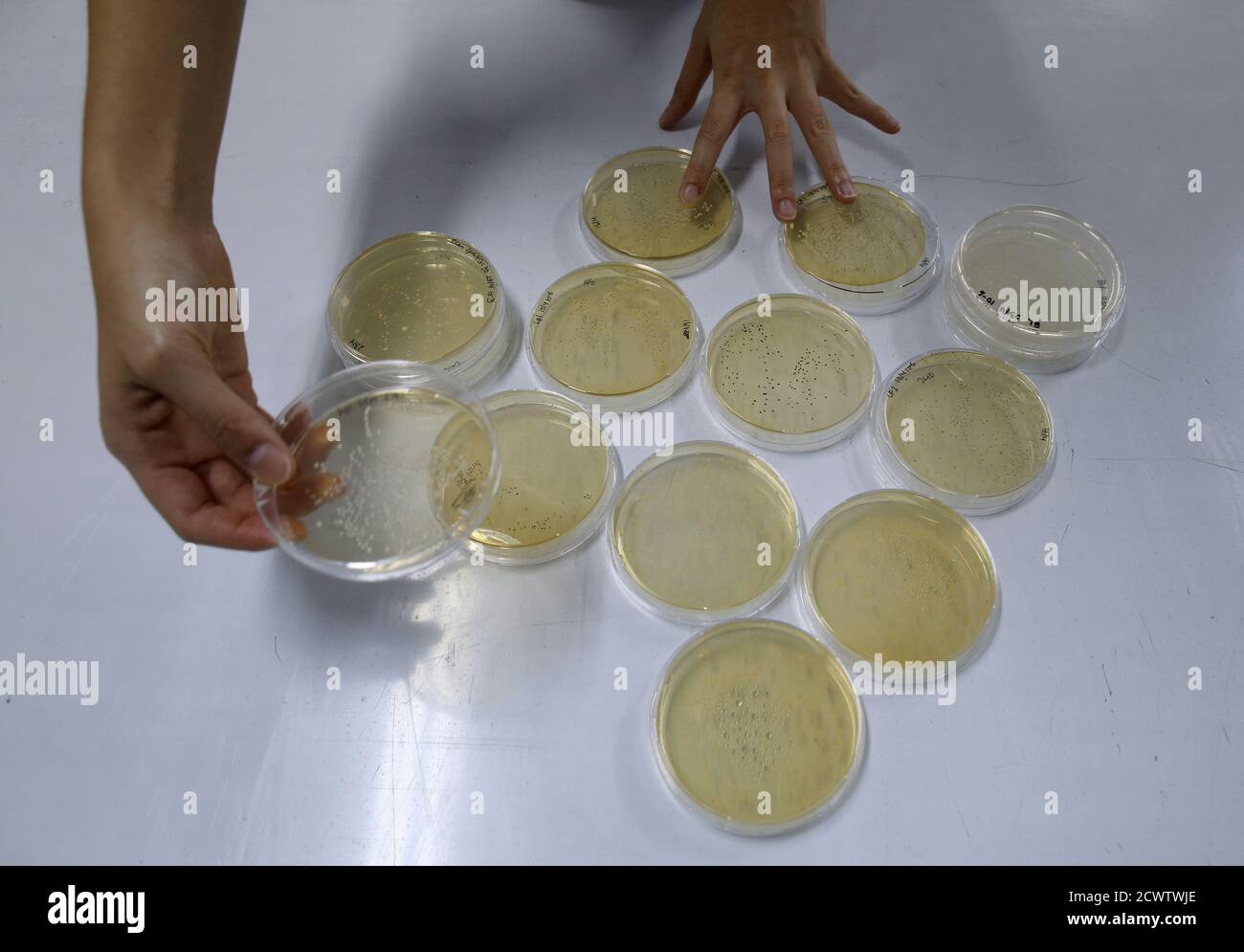 Probiotics laboratory hi-res stock photography and images - Alamy