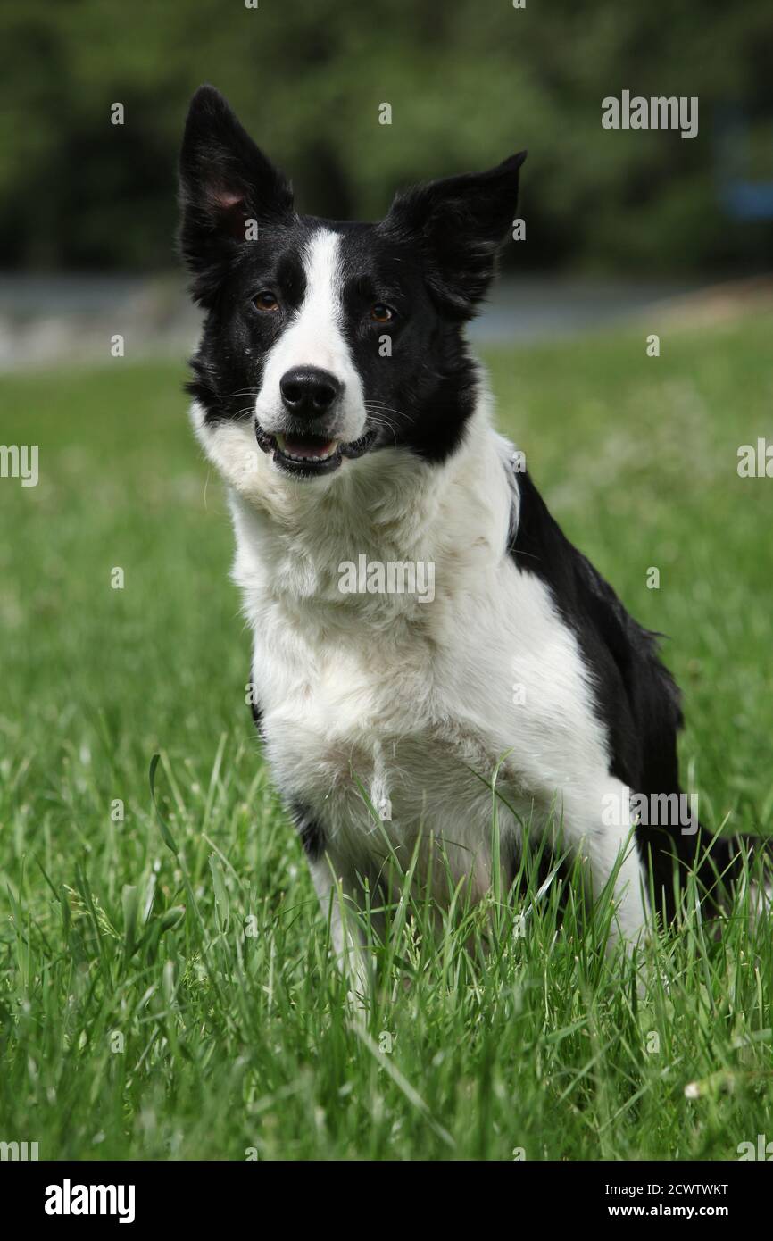 Portrait of beautiful Border collie, black and white Stock Photo - Alamy