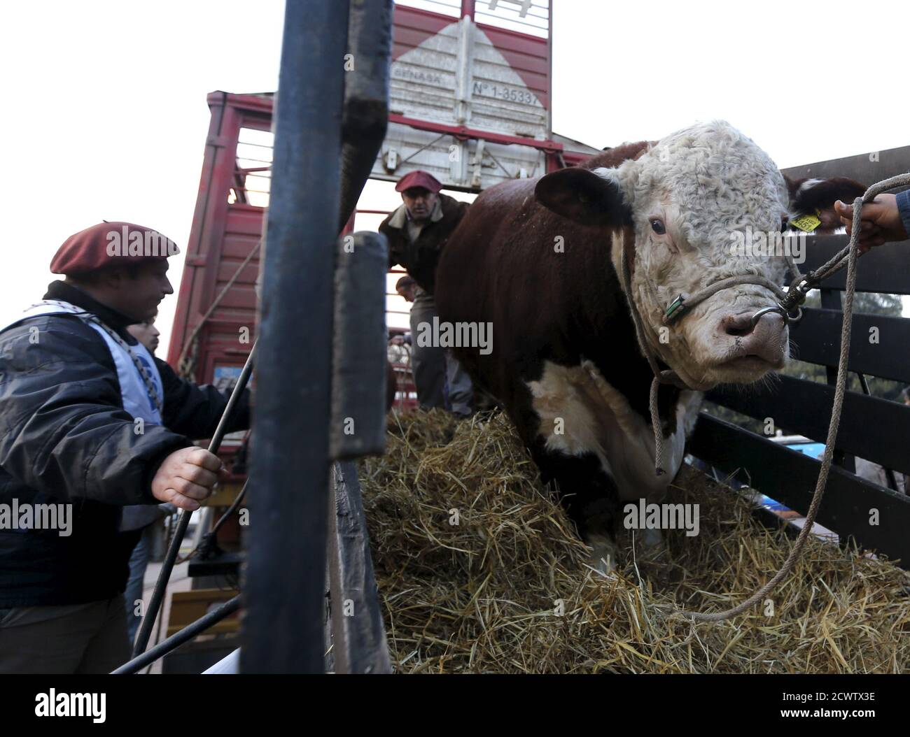 Polled Hereford Cattle High Resolution Stock Photography and Images - Alamy