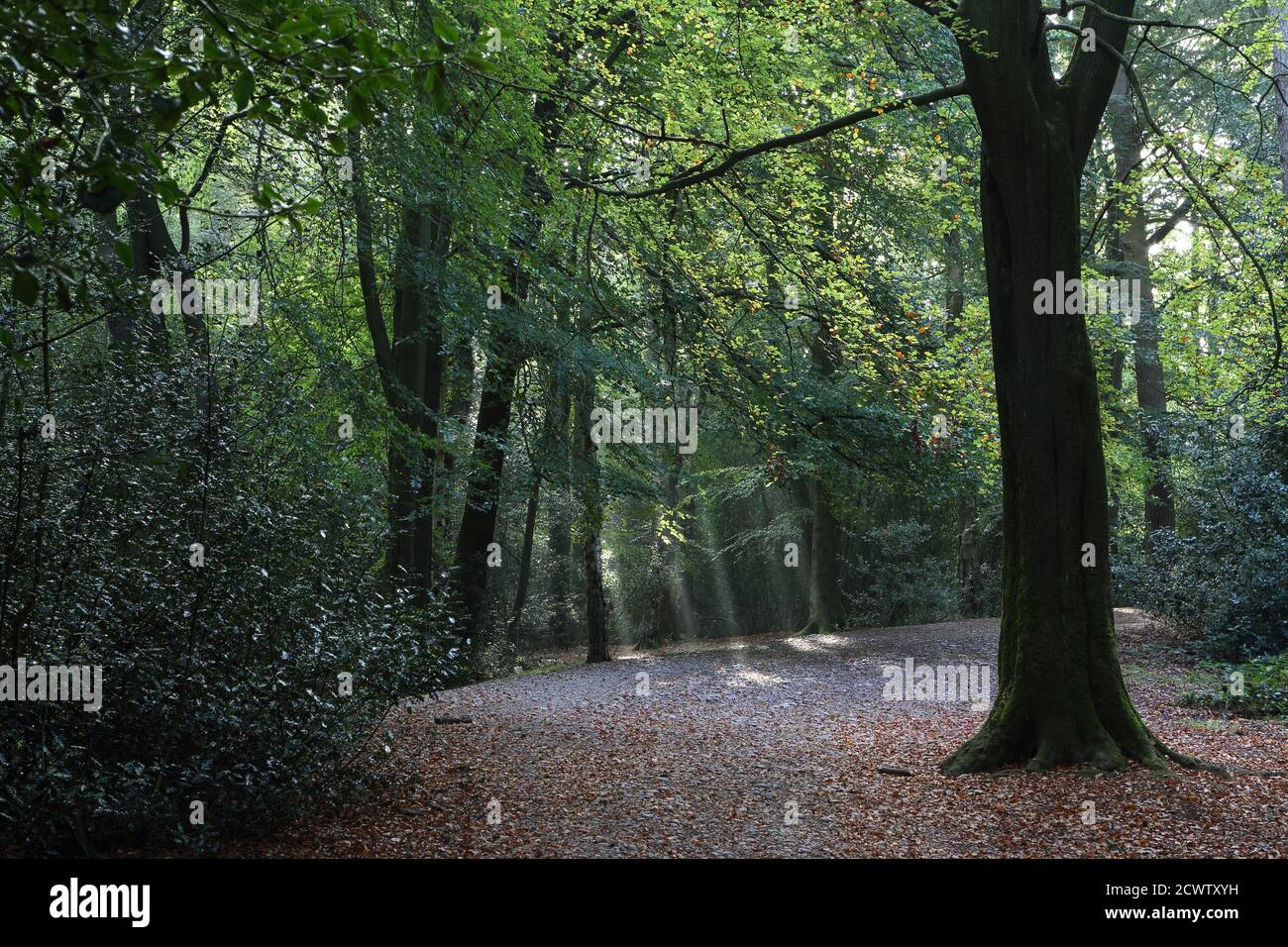 Light shafts hi-res stock photography and images - Alamy