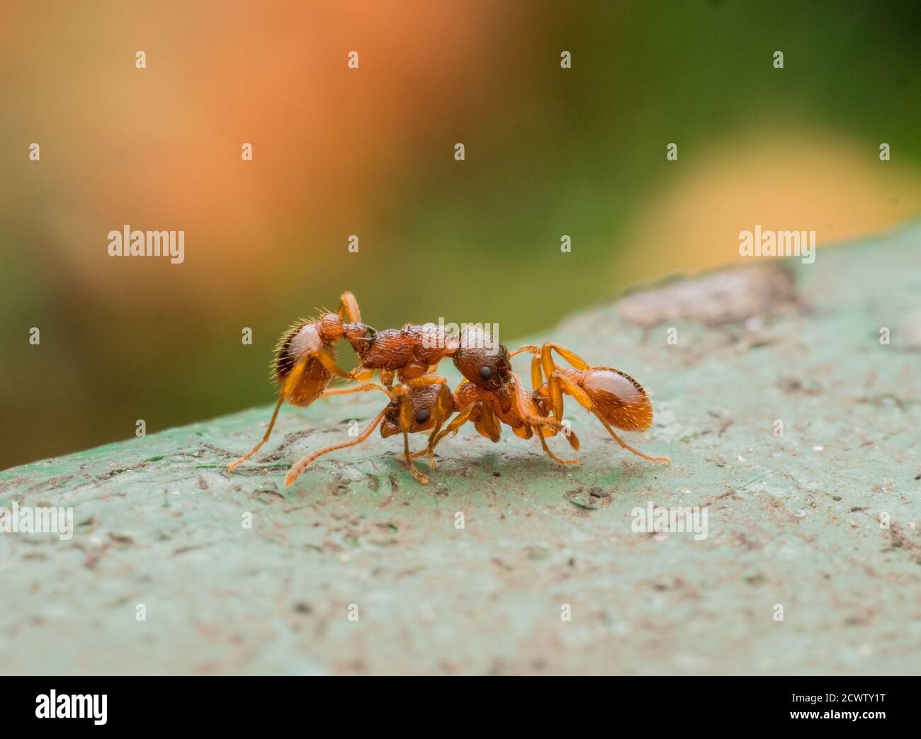 Scottish insects hi-res stock photography and images - Alamy