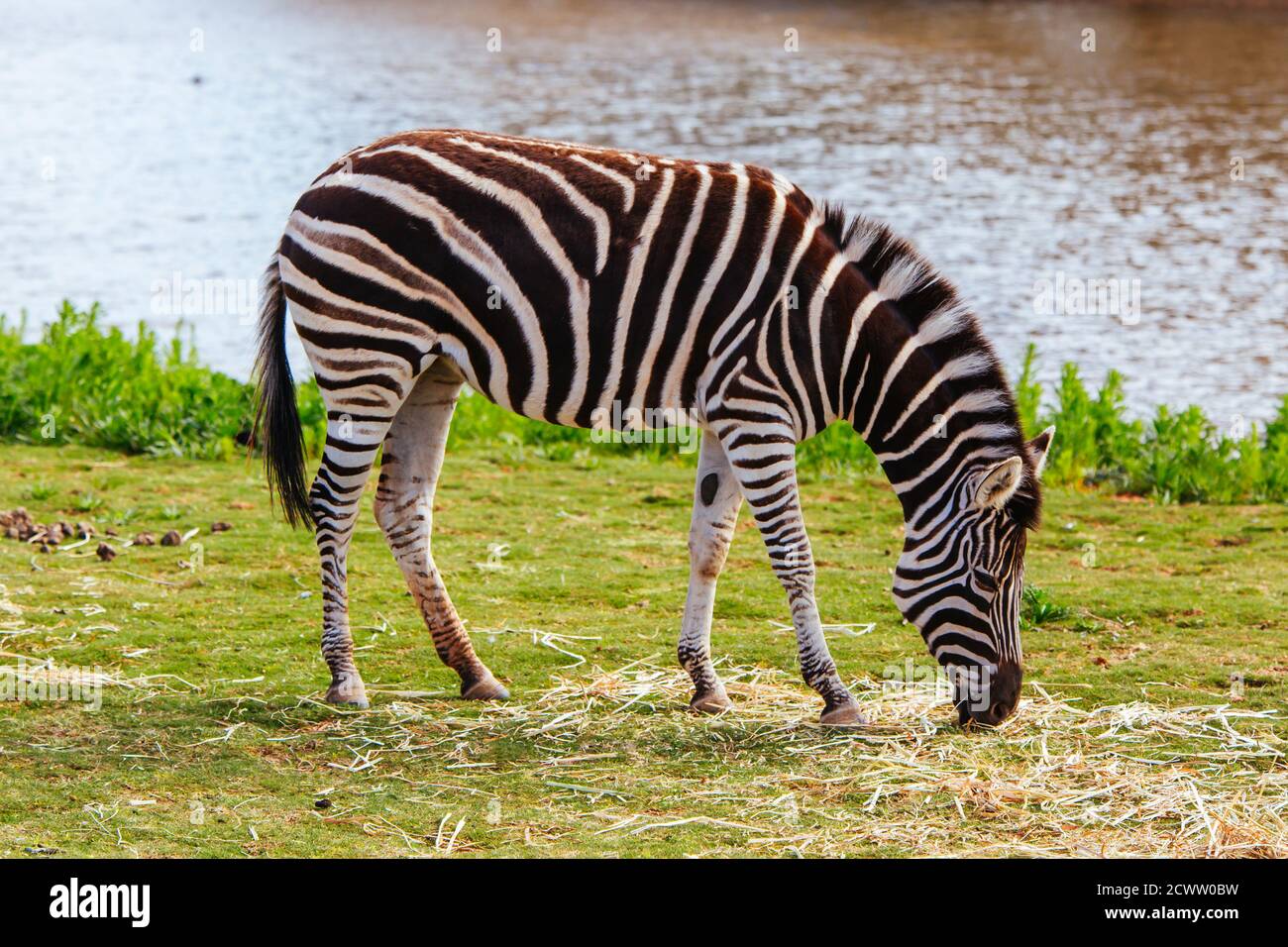 Plains Zebra in Melbourne Australia Stock Photo - Alamy