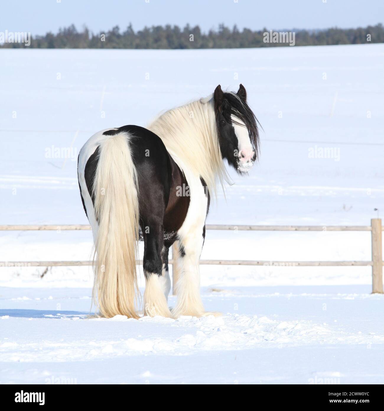 Amazing irish cob stallion on the snow Stock Photo - Alamy