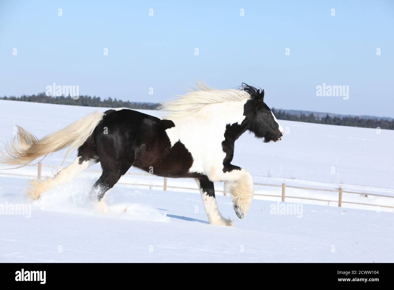 Amazing stallion of irish cob running alone in winter Stock Photo - Alamy
