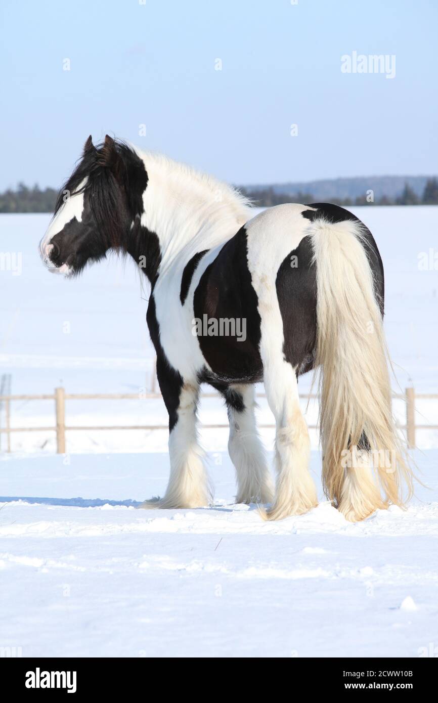 Amazing irish cob stallion on the snow Stock Photo - Alamy