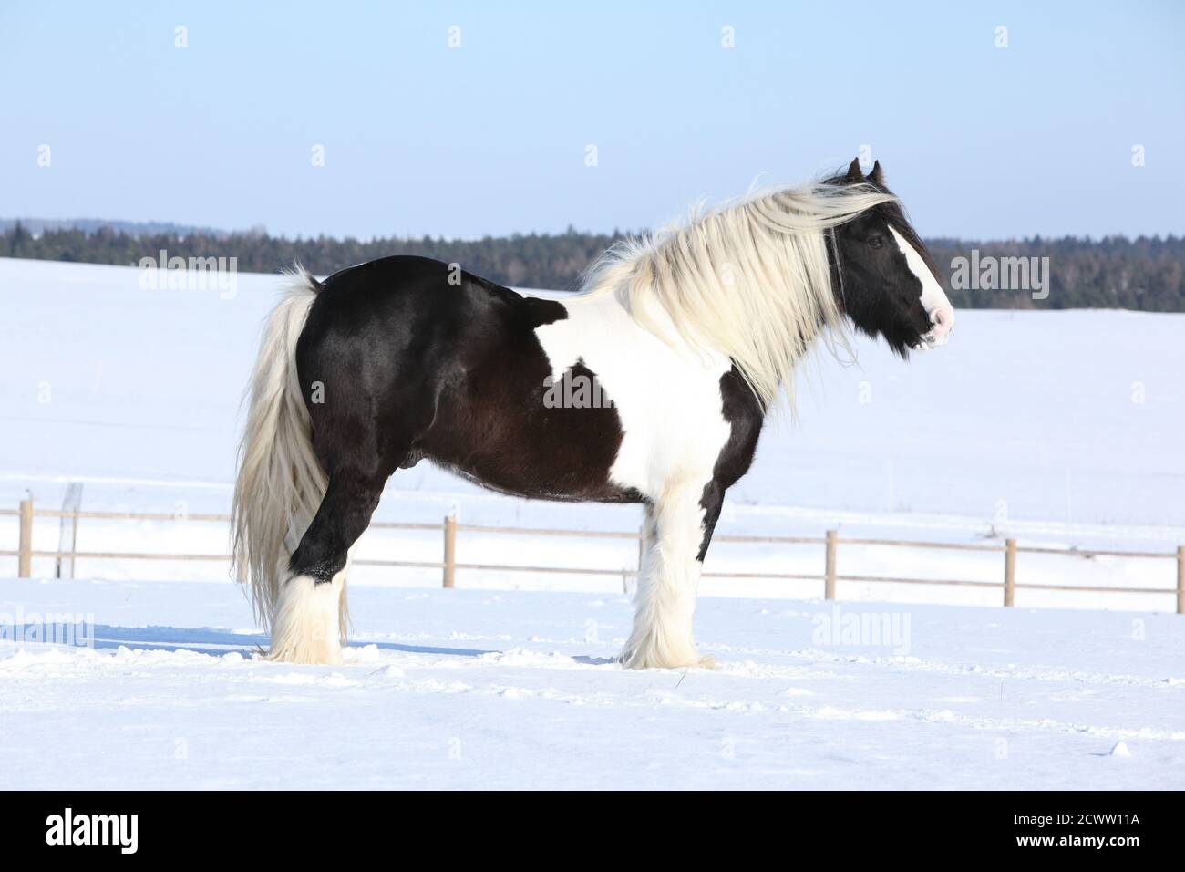 Amazing irish cob stallion on the snow Stock Photo - Alamy