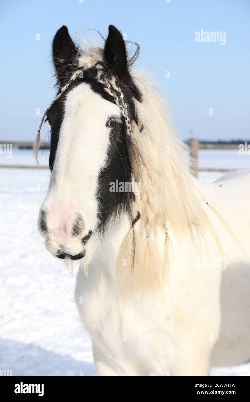 Portrait of beautiful irish cob mare in winter Stock Photo - Alamy
