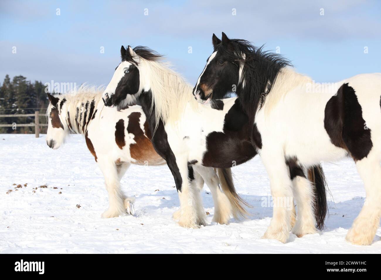 Beautiful irish cobs standing on the snow in winter Stock Photo - Alamy