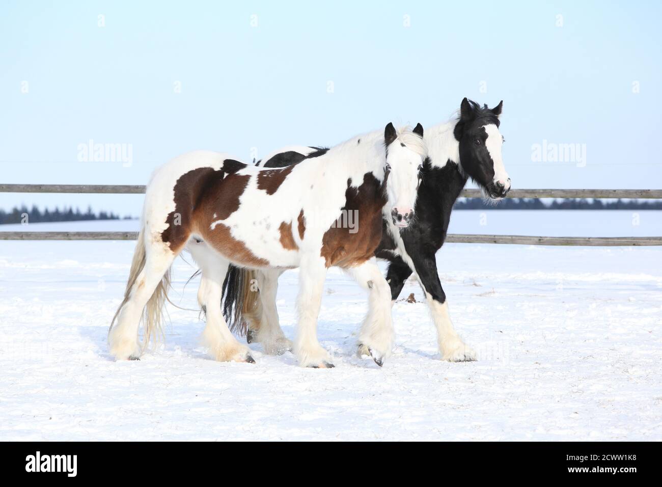 Beautiful irish cobs standing on the snow in winter Stock Photo - Alamy