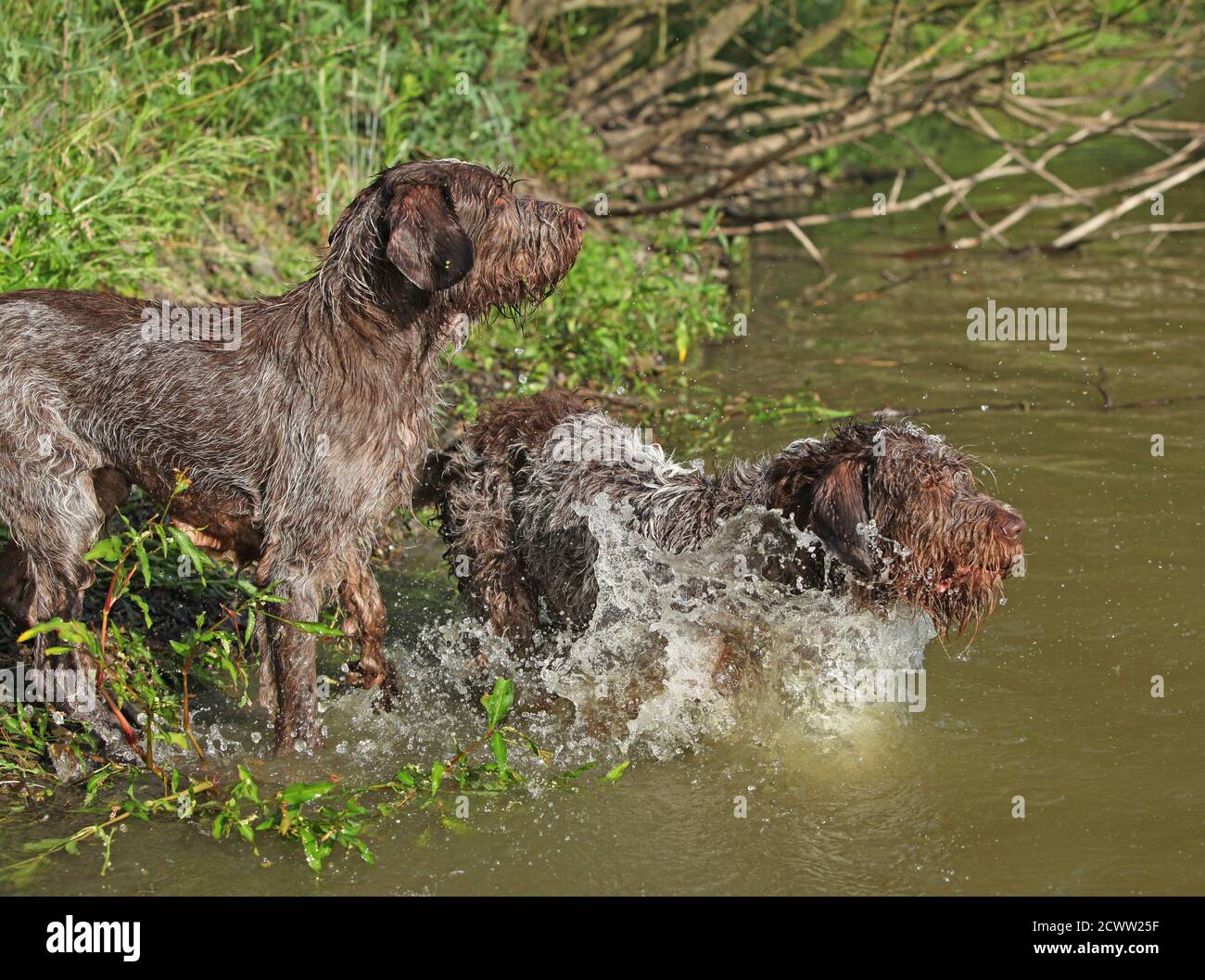 Italian wire-haired pointing dog bathing in the summer Stock Photo - Alamy
