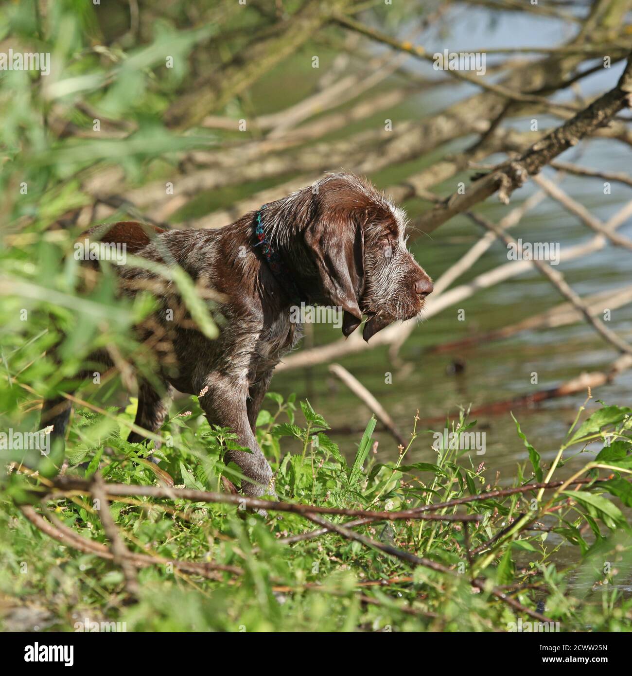 Puppy of beautiful italian wire-haired pointing dog Stock Photo - Alamy