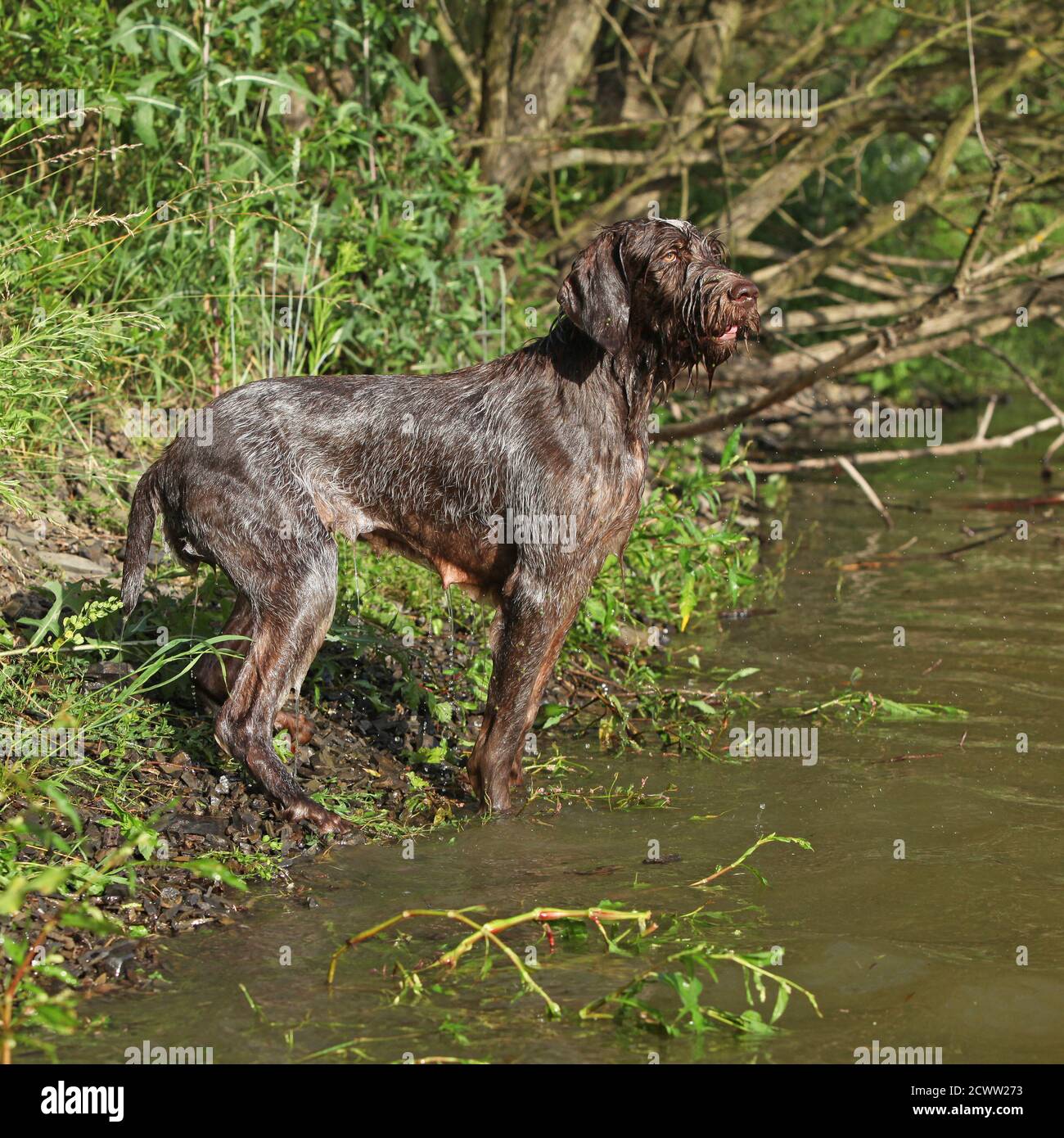 Italian wire-haired pointing dog bathing in the summer Stock Photo - Alamy