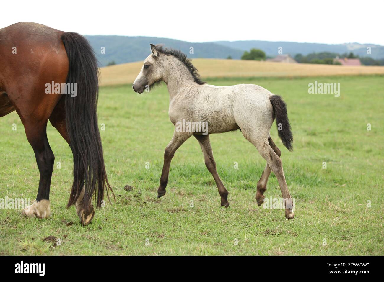 Amazing welsh part-bred foal on pasturage Stock Photo - Alamy