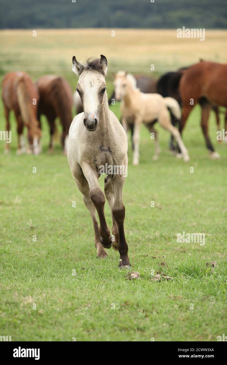 Amazing welsh part-bred foal on pasturage Stock Photo - Alamy