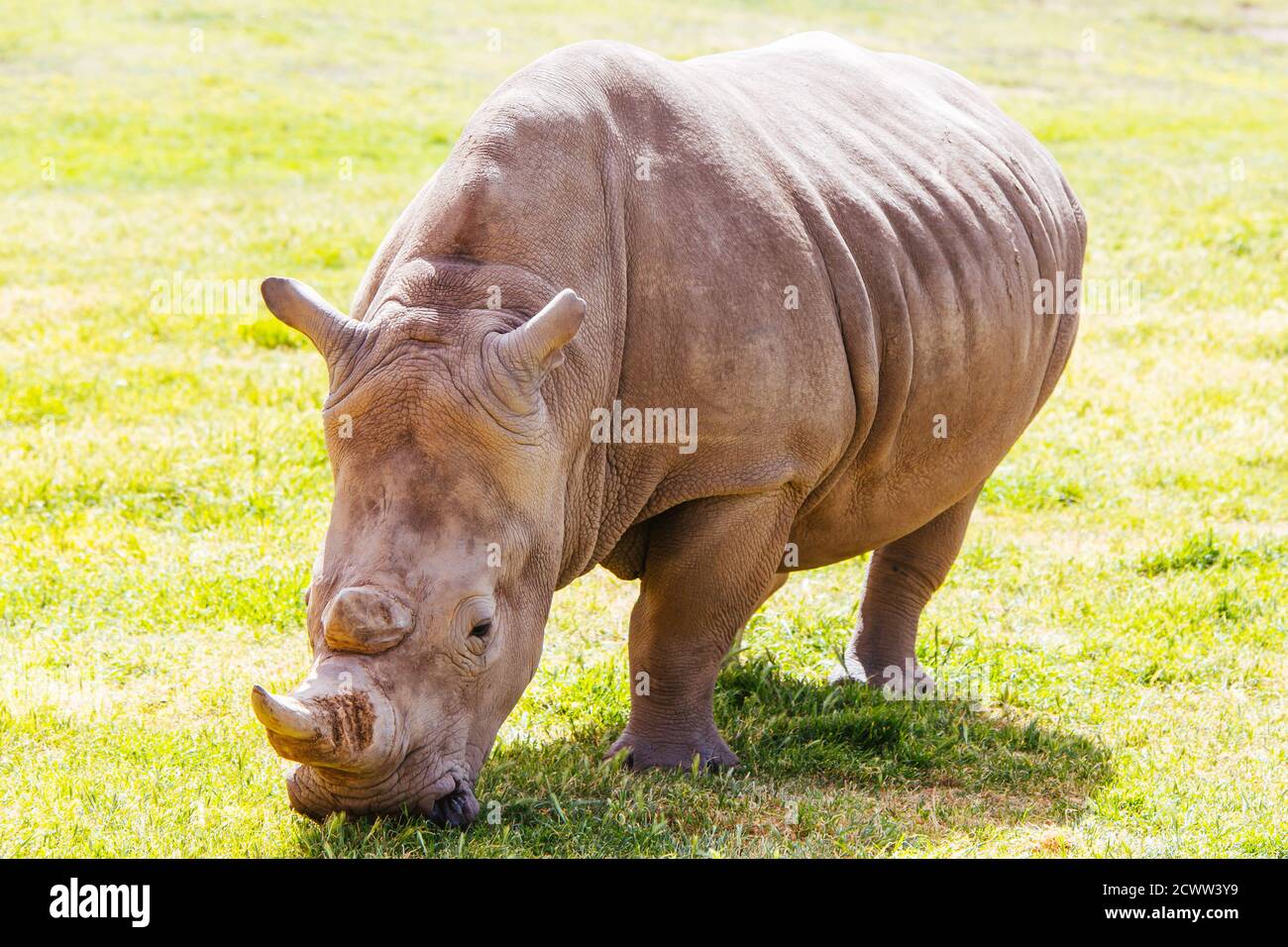 Southern White Rhinoceros in Australia Stock Photo - Alamy