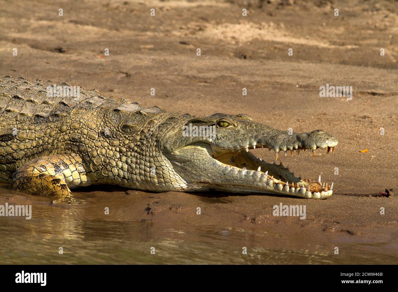 Female crocodile with eggs hi-res stock photography and images - Alamy