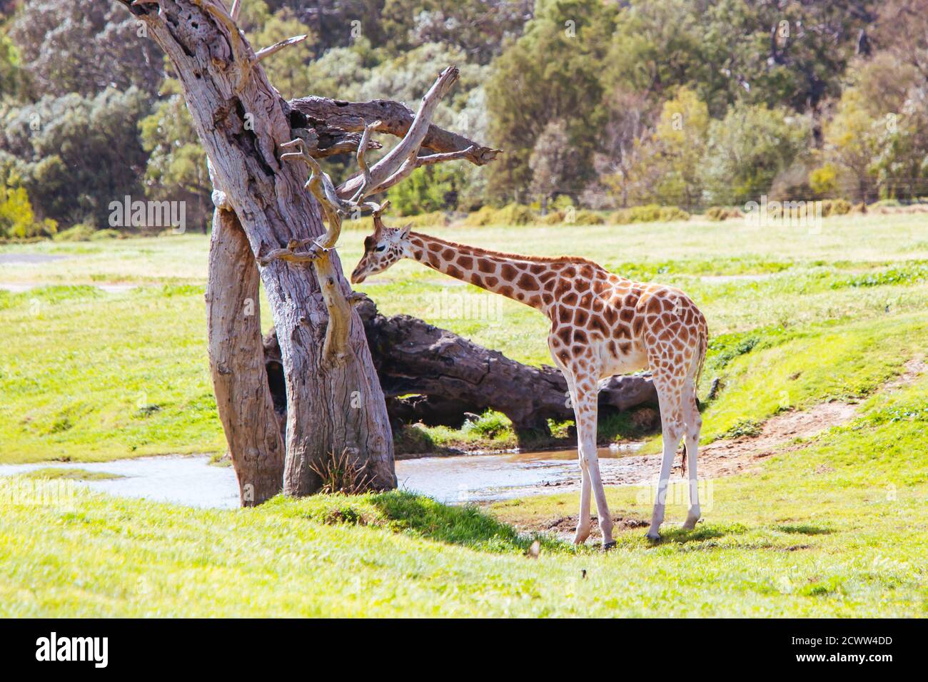 Giraffes in a Zoo in Australia Stock Photo - Alamy