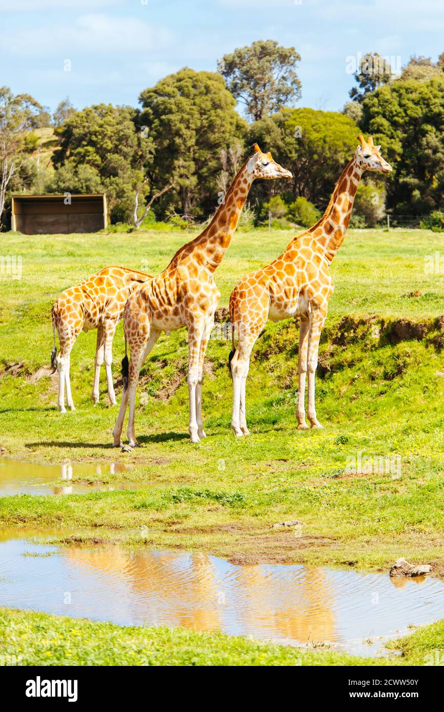 Giraffes in a Zoo in Australia Stock Photo - Alamy