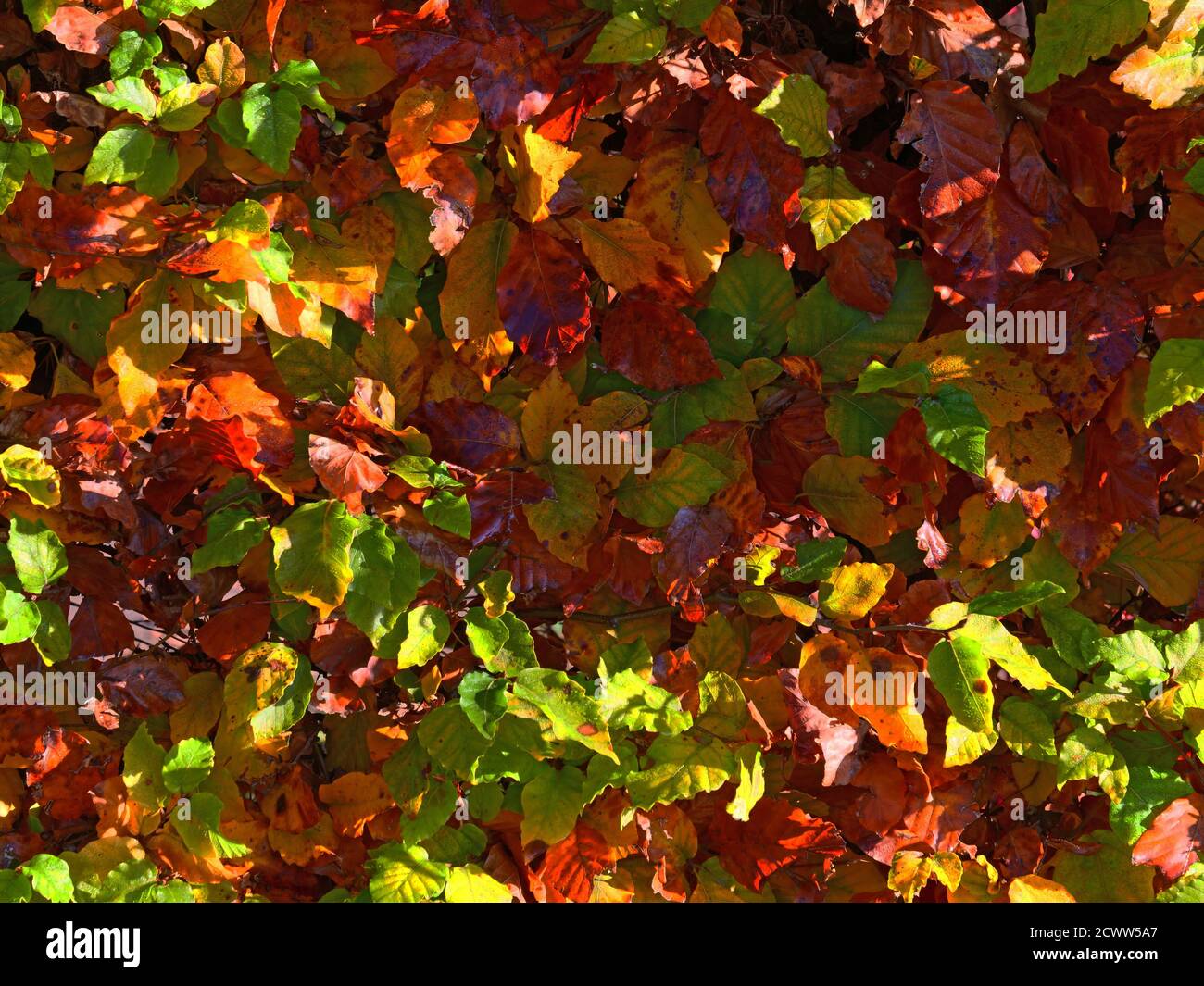 Beech hedge planting hi-res stock photography and images - Alamy
