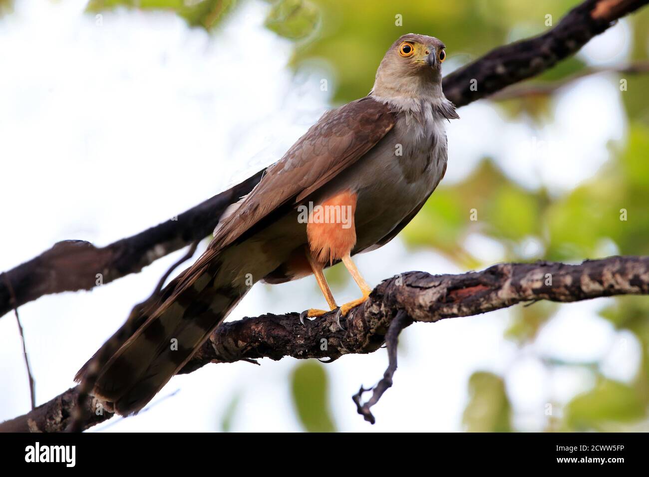 Accipiter bicolor hi-res stock photography and images - Alamy