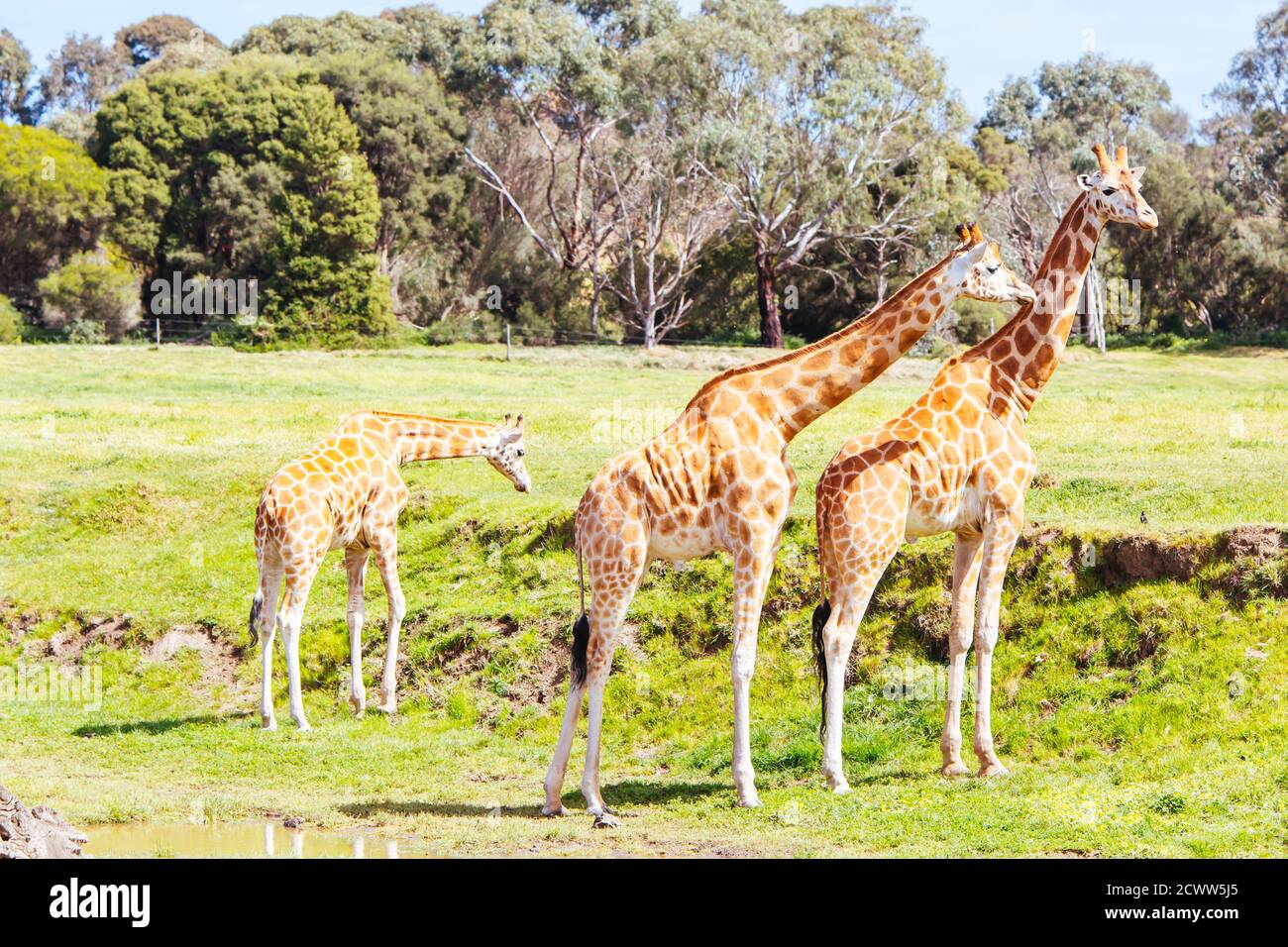 Giraffes in a Zoo in Australia Stock Photo - Alamy