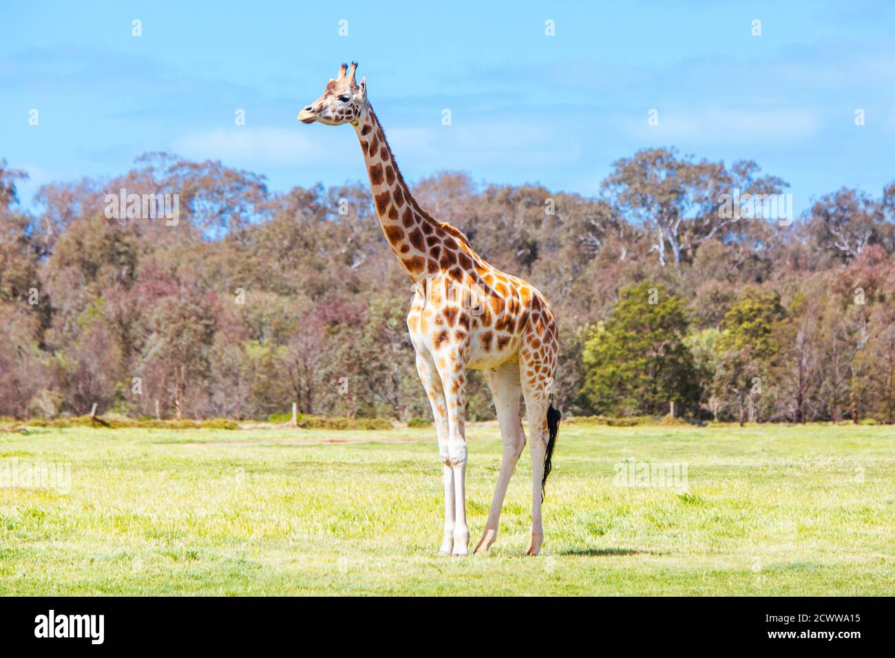 Giraffes in a Zoo in Australia Stock Photo - Alamy
