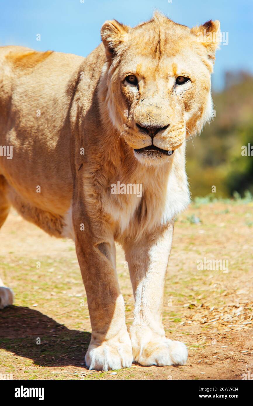 Flora and fauna, lion hi-res stock photography and images - Alamy