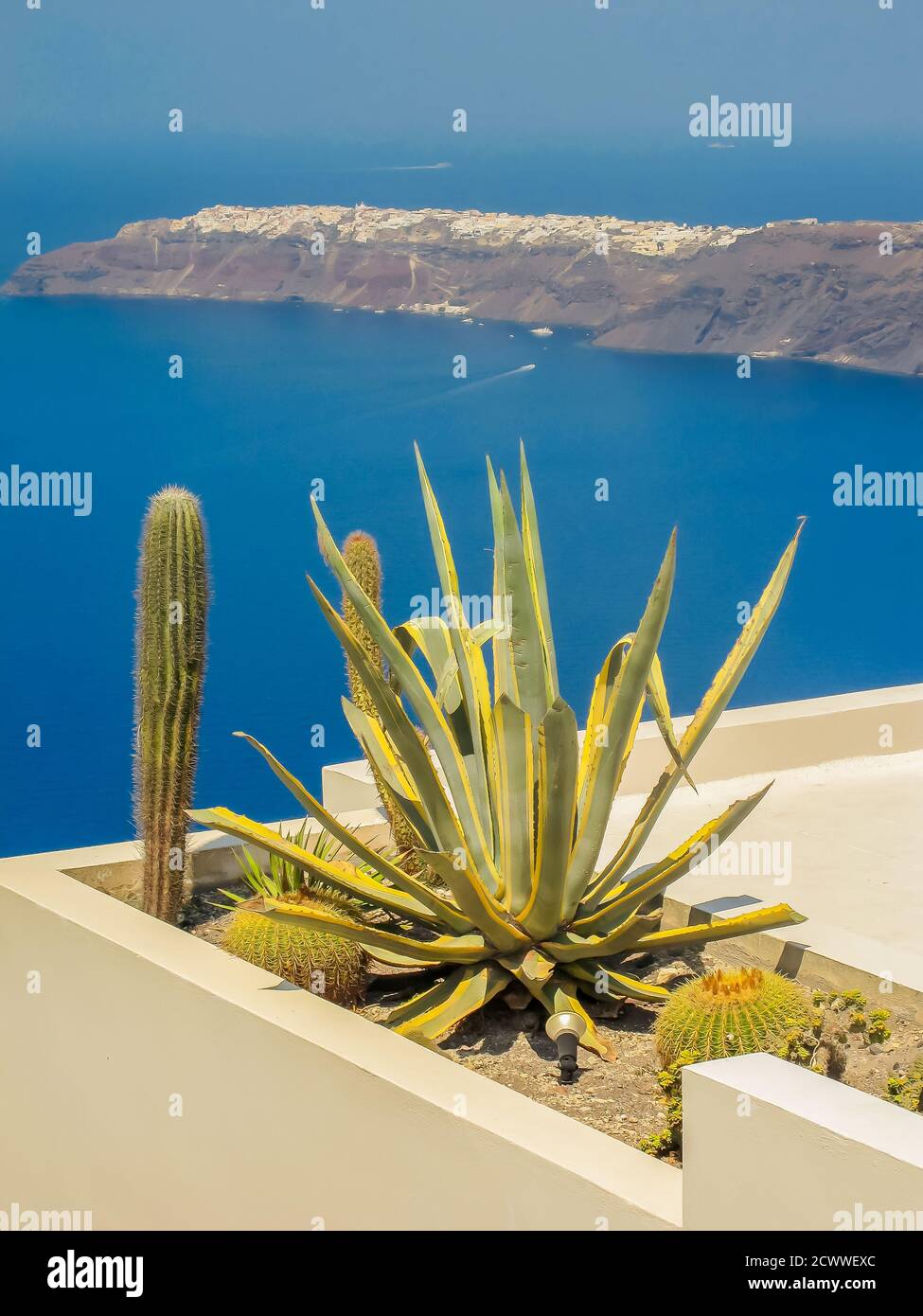 SANTORINI, GREECE - 2013 august. Cactus plants with ocean view in ...