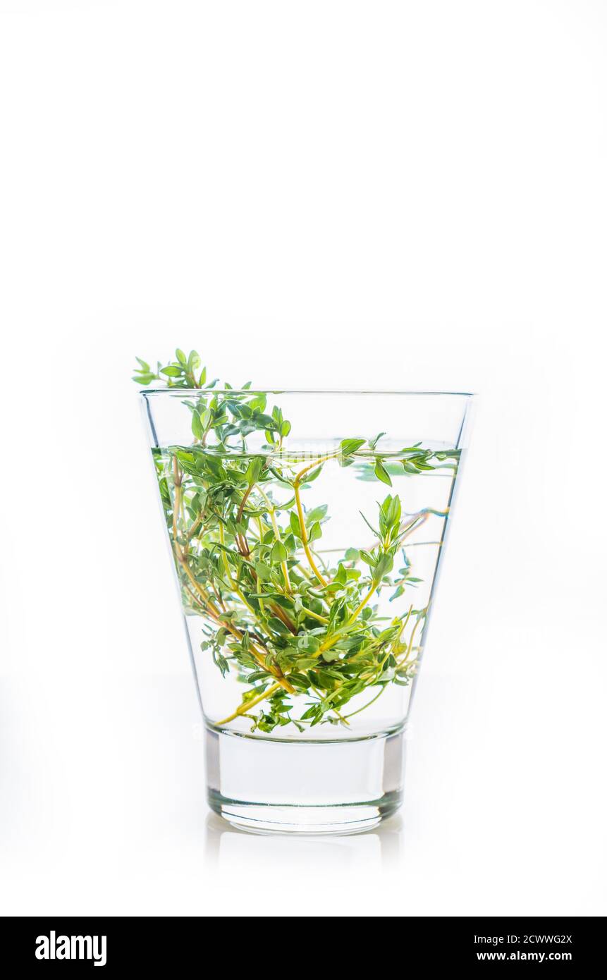 Strong stem Cut Out Stock Images & Pictures - Alamy