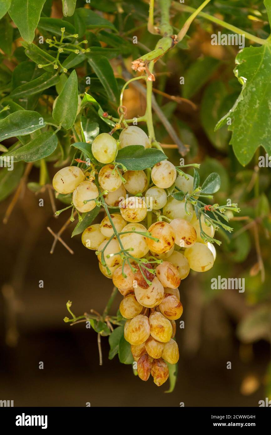 Grape vine santorini hi-res stock photography and images - Alamy