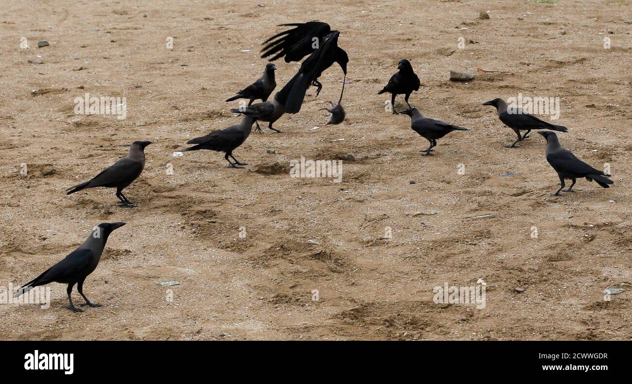 Murder crows hi-res stock photography and images - Alamy