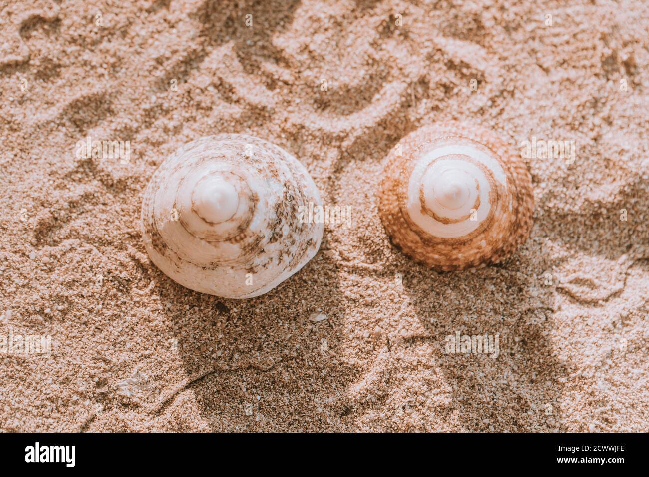 The exoskeletons of snails and clams, or their shells in common ...