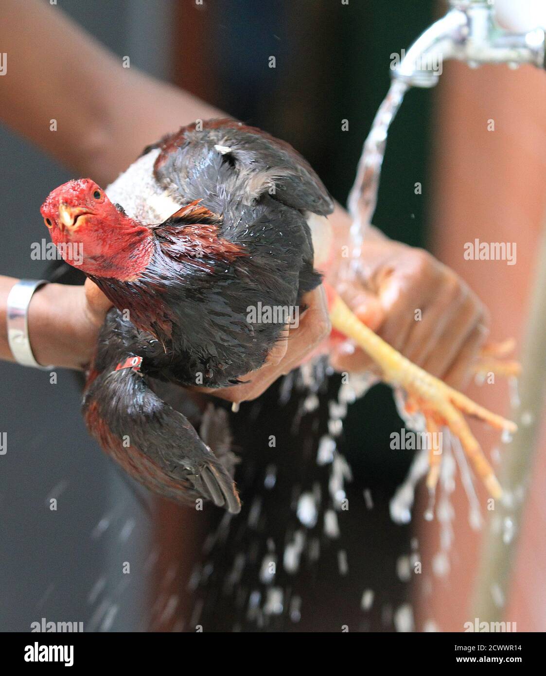 Dominican Republic And Puerto Rico High Resolution Stock Photography ...