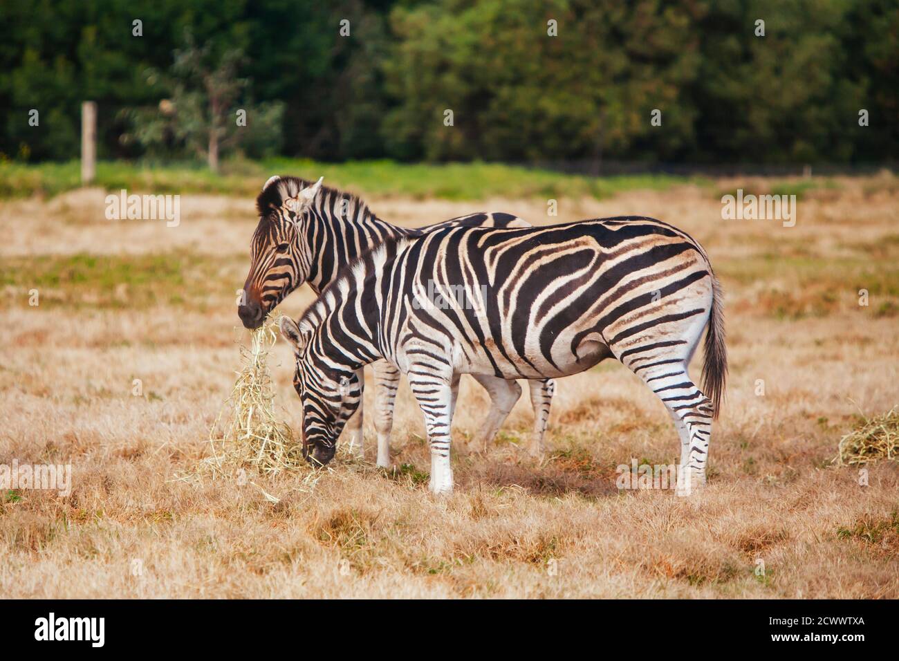 Plains Zebra in Melbourne Australia Stock Photo - Alamy