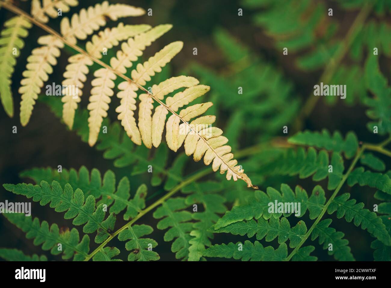 Green forest fern plant dry hi-res stock photography and images - Alamy