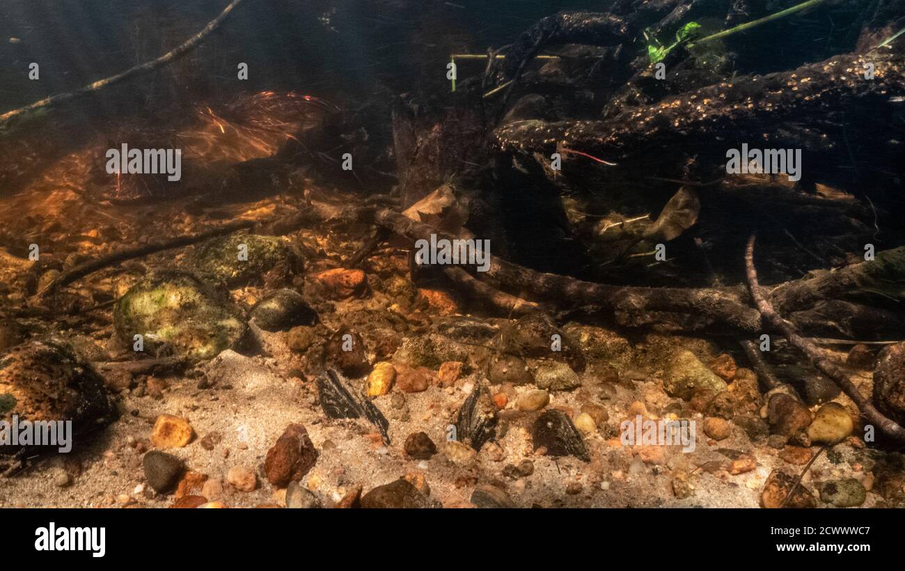 Freshwater pearl mussel hi-res stock photography and images - Alamy