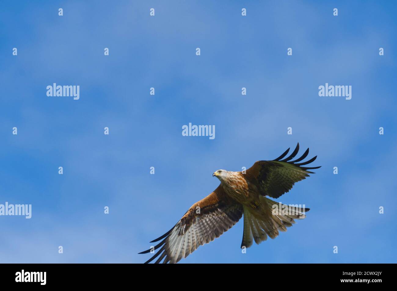 Red Kite Underwing High Resolution Stock Photography and Images - Alamy