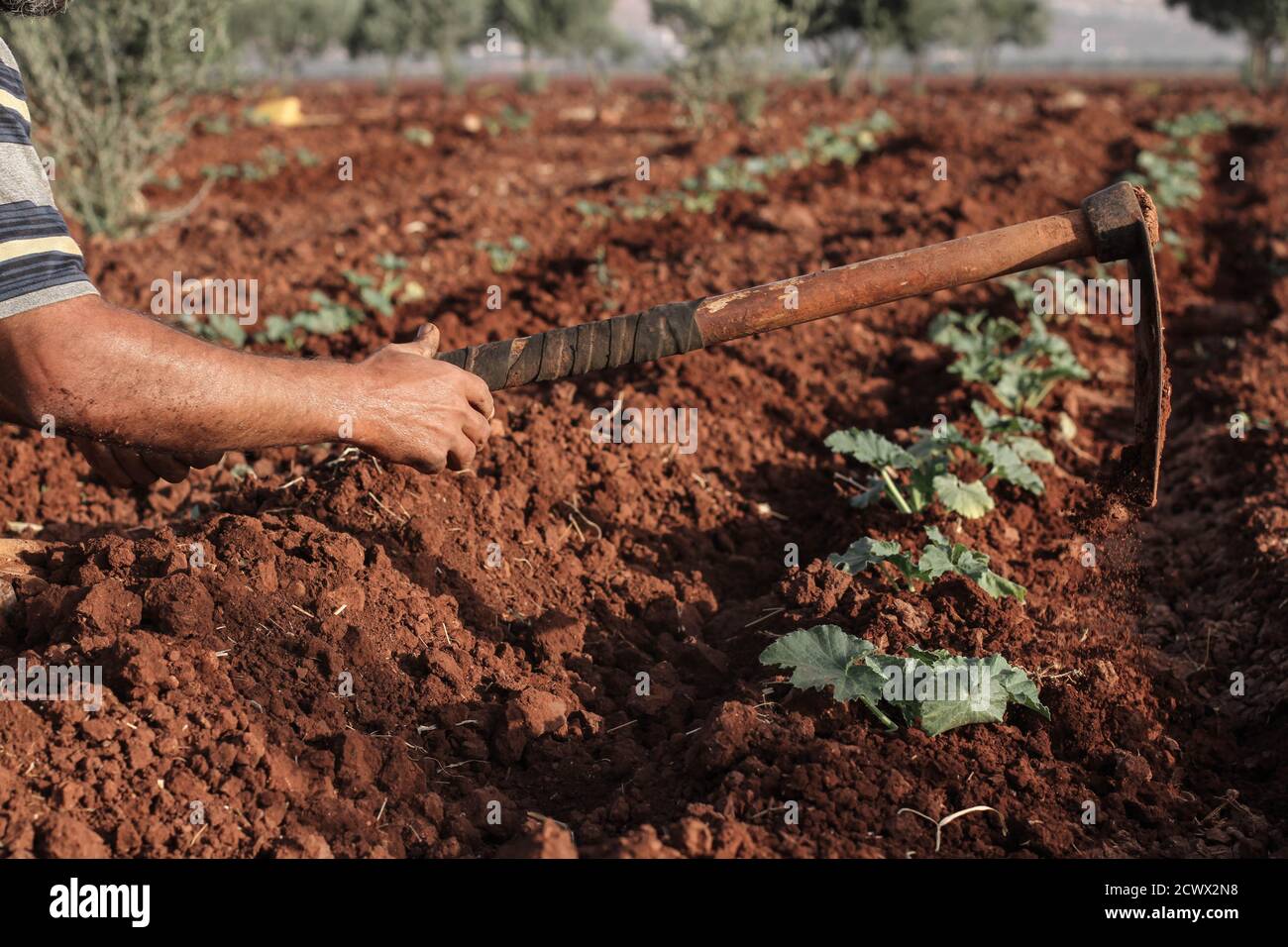 September 29, 2020: The photos show a Syrian farmer from the ...