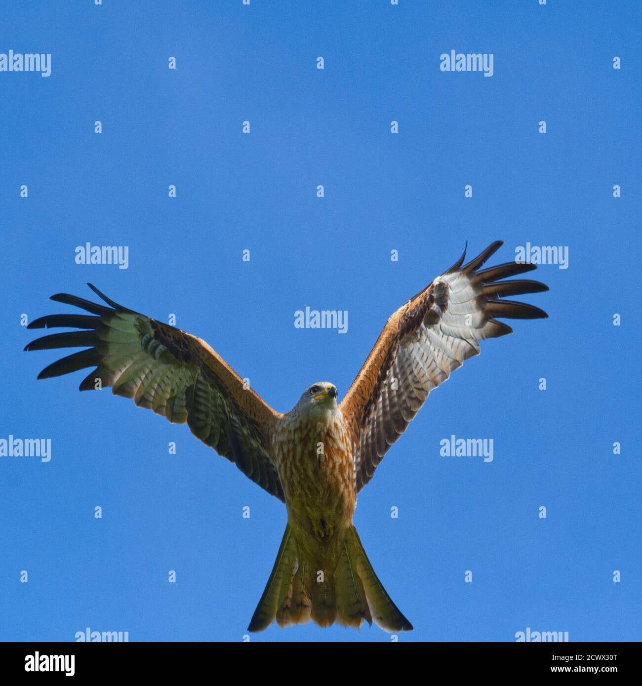 Red kite underwing hi-res stock photography and images - Alamy