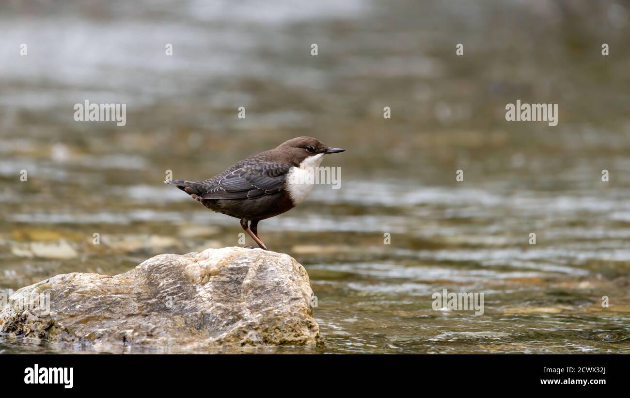 wild lebende tiere, amsel, schnabel, wild, black, feather, bird Stock ...