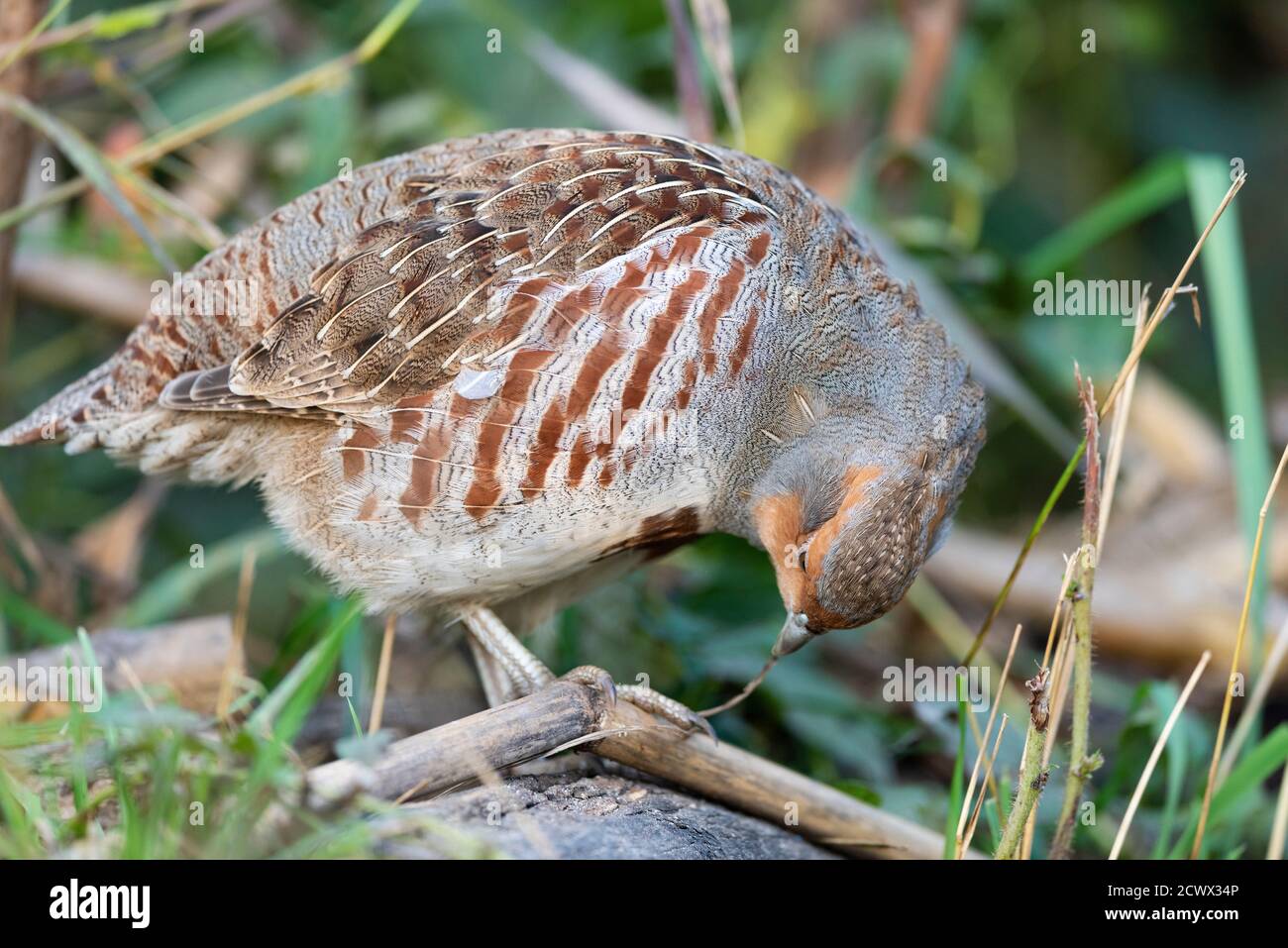 Hungarian Partridge on a nice autumn day in North Dakota Stock Photo ...
