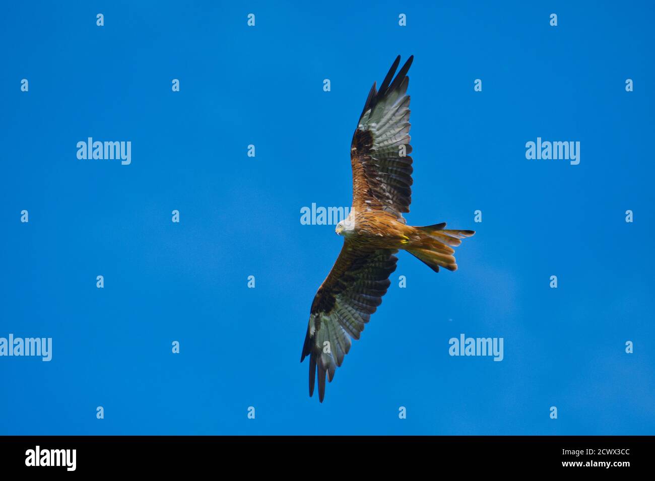 Red kite underwing hi-res stock photography and images - Alamy