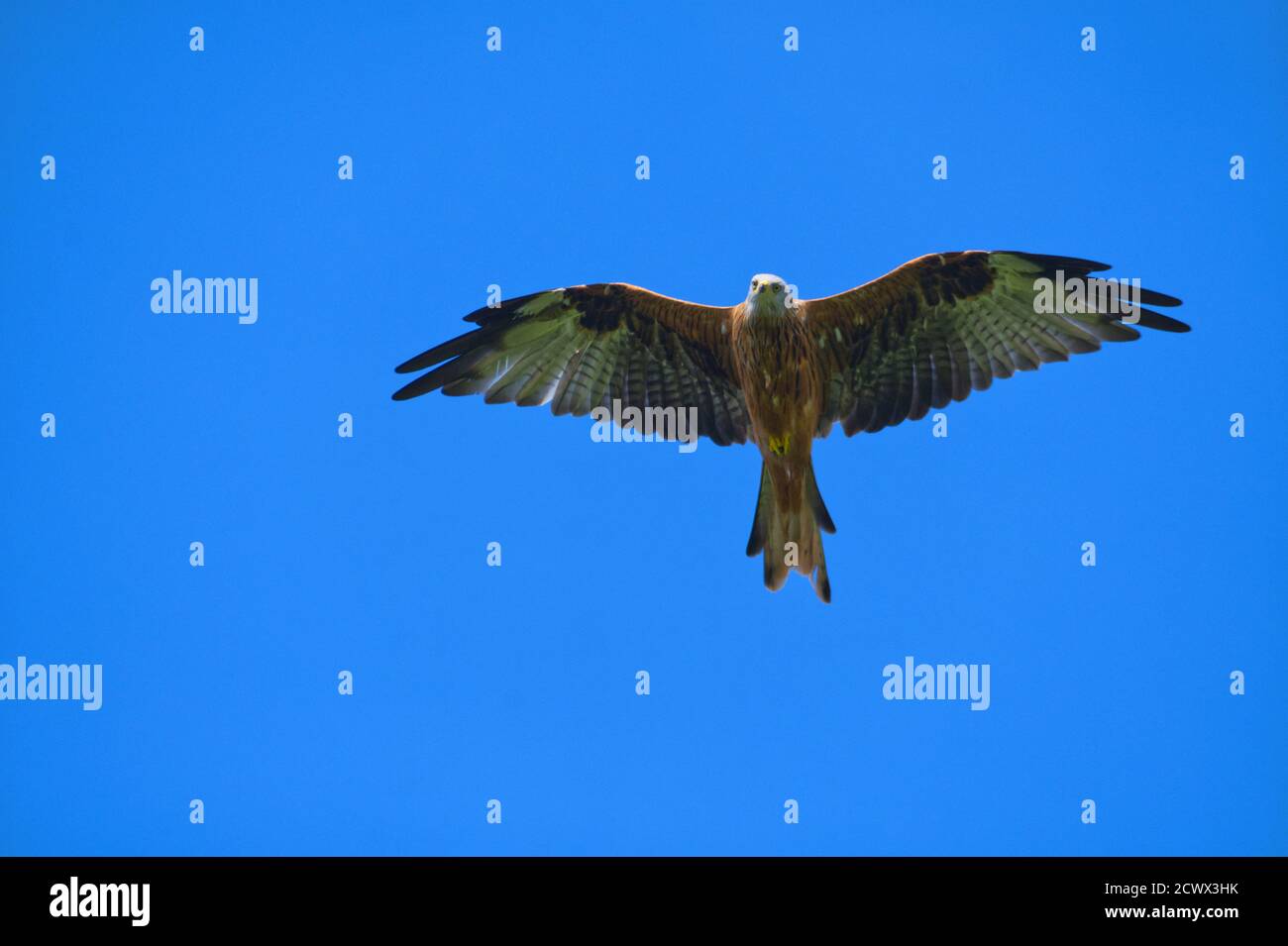 Dark red underwing hi-res stock photography and images - Alamy