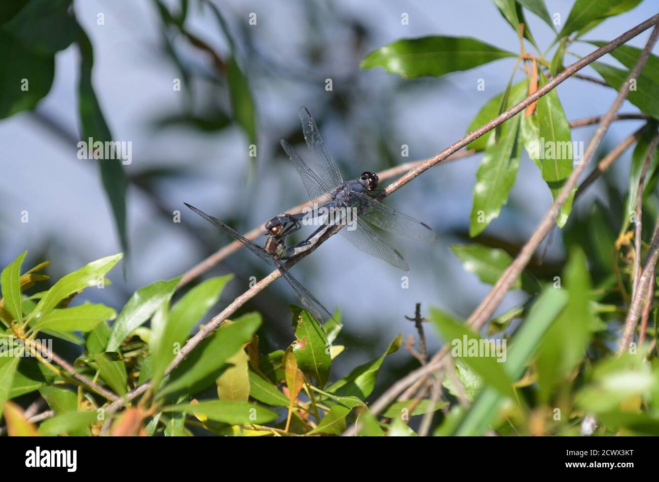 Dragonflies couple hi-res stock photography and images - Alamy