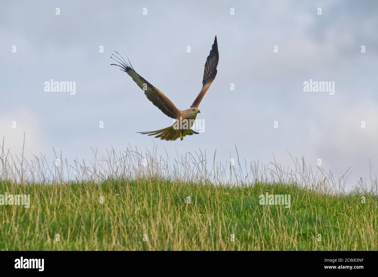 Red kite underwing hi-res stock photography and images - Alamy