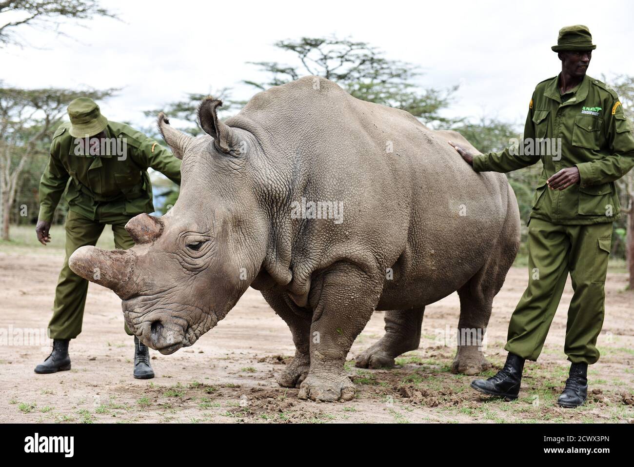 Rhino guards hi-res stock photography and images - Alamy