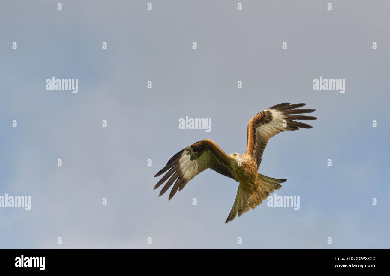 Red kite underwing hi-res stock photography and images - Alamy