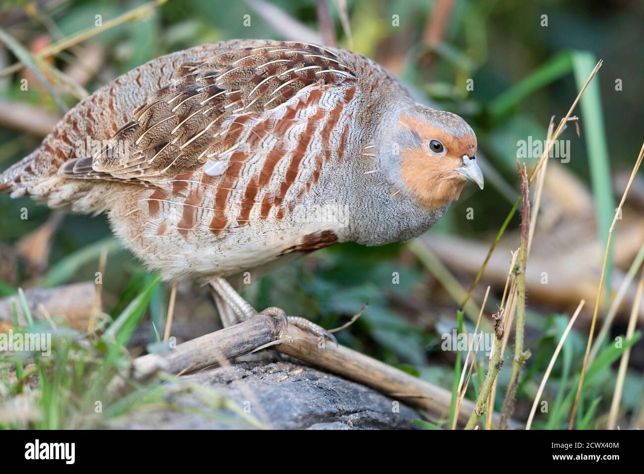Hungarian Partridge on a nice autumn day in North Dakota Stock Photo ...