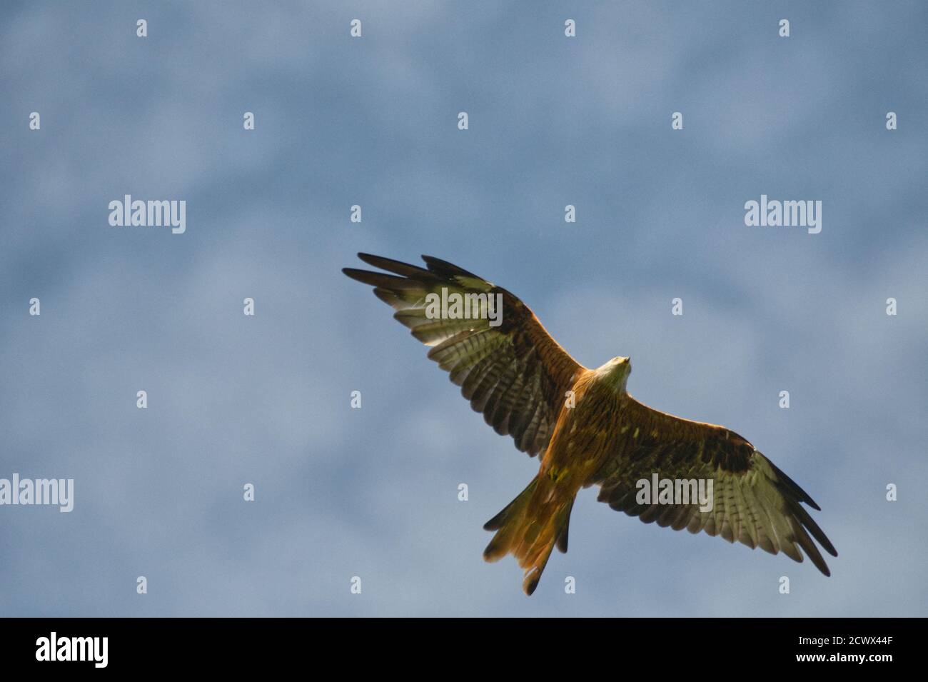 Red kite underwing hi-res stock photography and images - Alamy